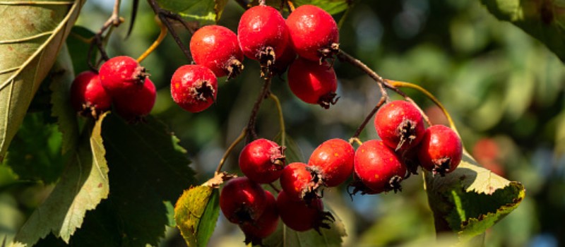 Sadnice koštaju samo 200 dinara, a godiišnje može da se zaradi i do 1,5 ...