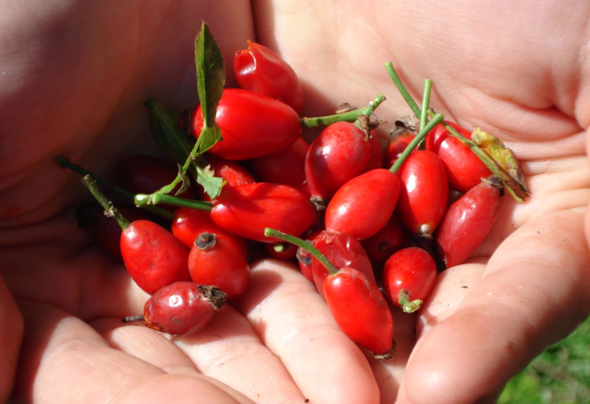 Evropa traži srpski šipak | Kamatica